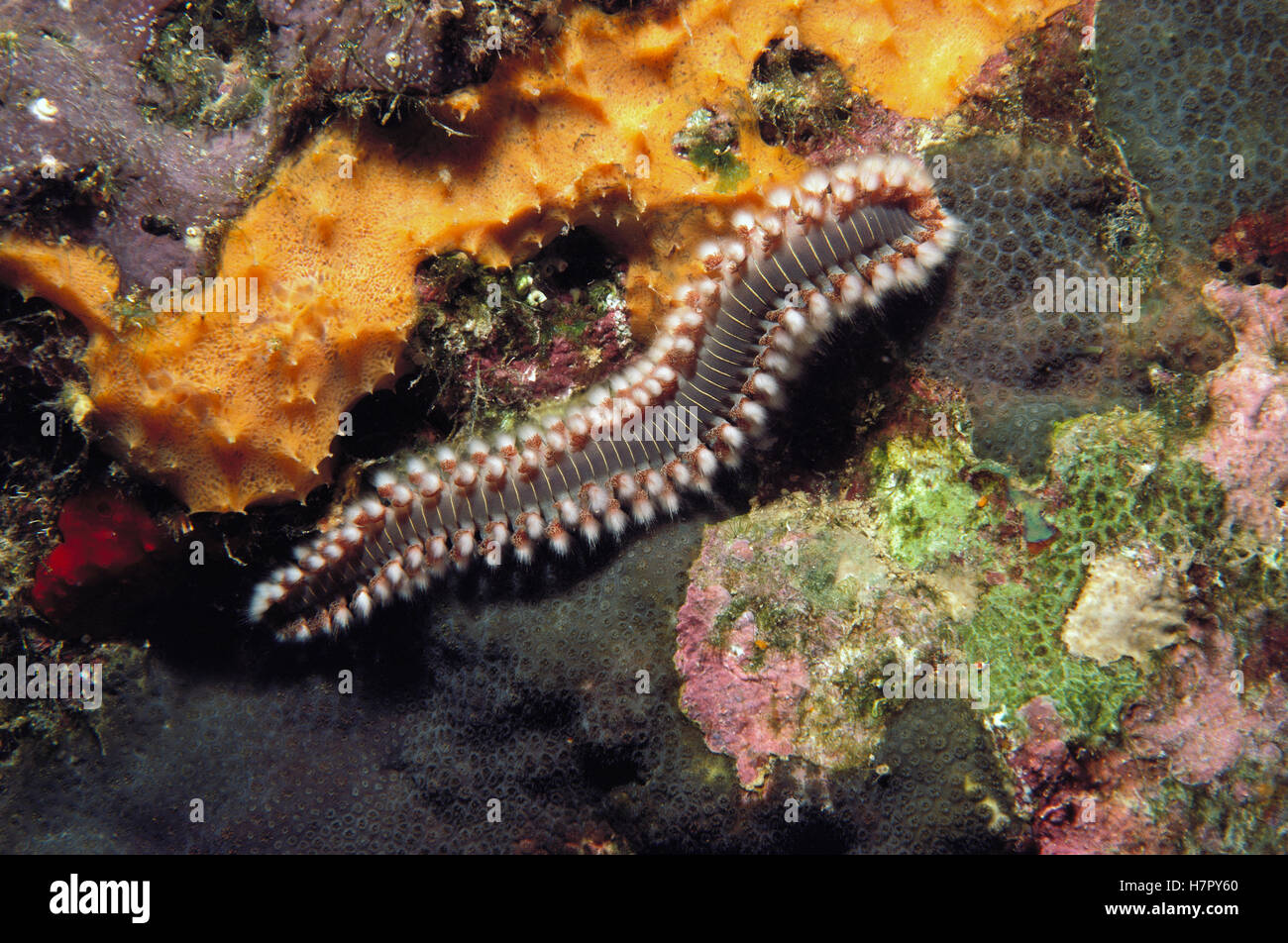 Marine Fireworm (Hermodice carunculata), Bonaire, Caribbean Stock Photo ...