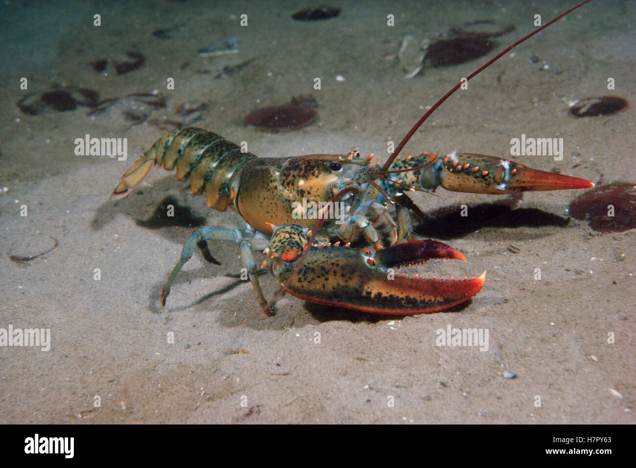 American Lobster (Homarus americanus), Rockport, Maine Stock Photo - Alamy
