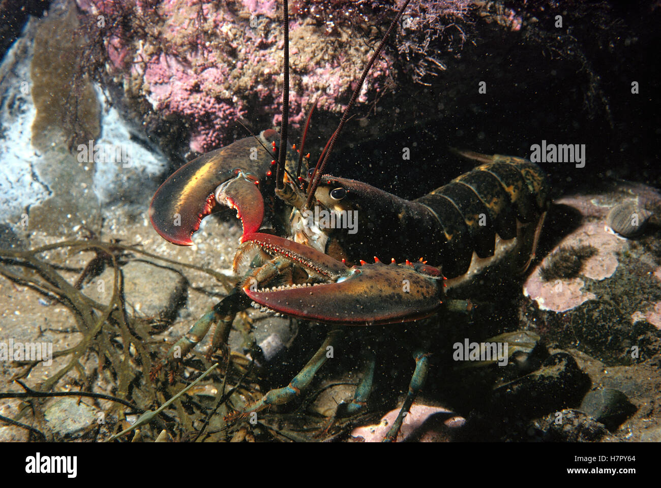 American Lobster (Homarus americanus), York, Maine Stock Photo - Alamy