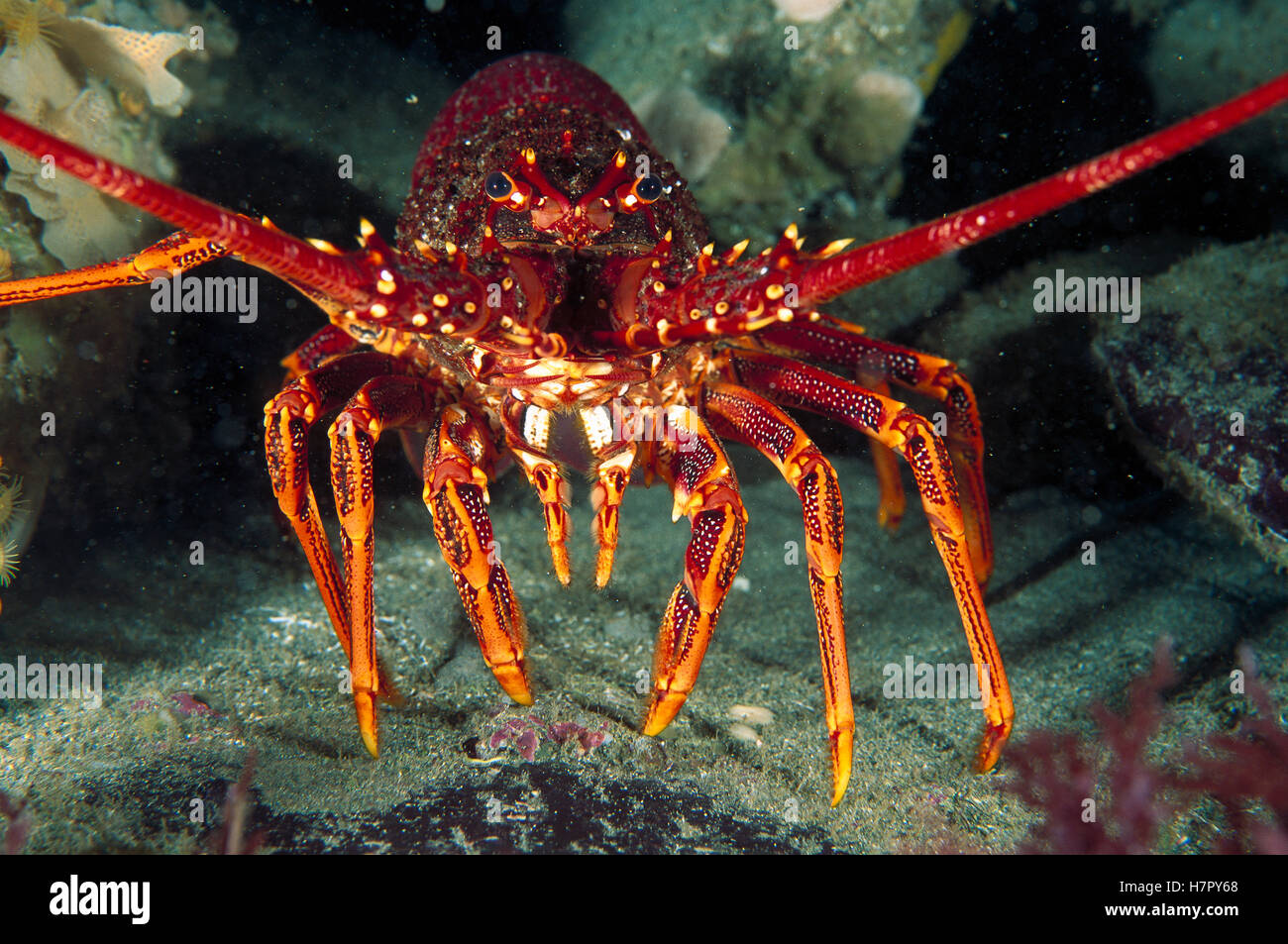 Southern Rock Lobster (Jasus edwardsii) portrait, Tasman Peninsula ...