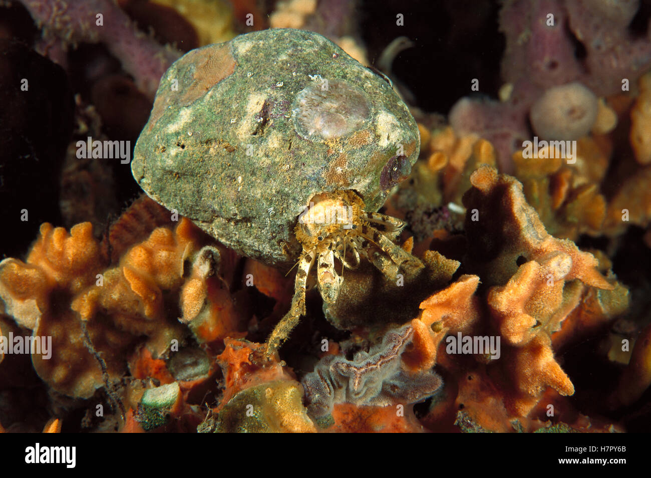 Rock Hermit Crab (Cancellus typus) makes its home by boring into a ...
