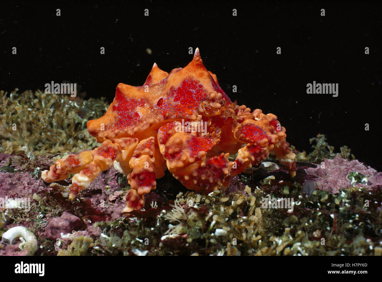Puget Sound King Crab (Lopholithodes mandtii), Vancouver Island ...