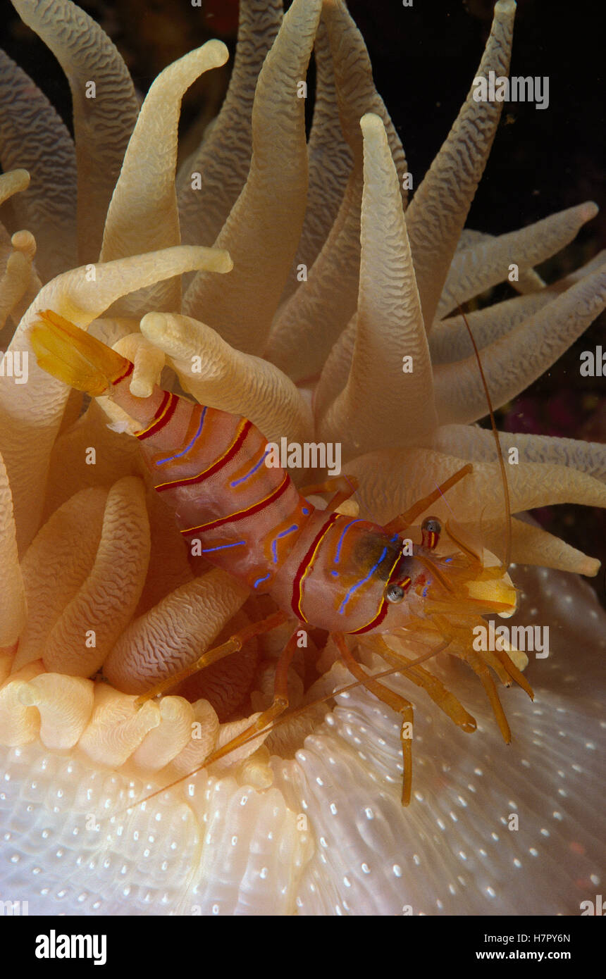 Clown Shrimp (Lebbeus grandimanus) living with a Fernald Brooding ...