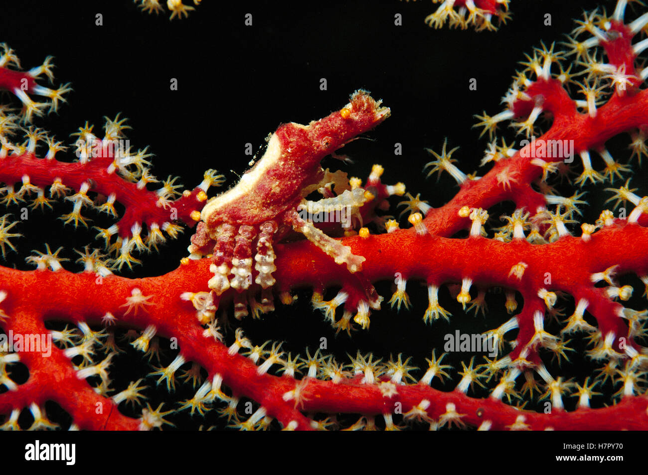Crab (Xenocarcinus sp) living on a Gorgonian Sea Fan, Milne Bay, Papua ...