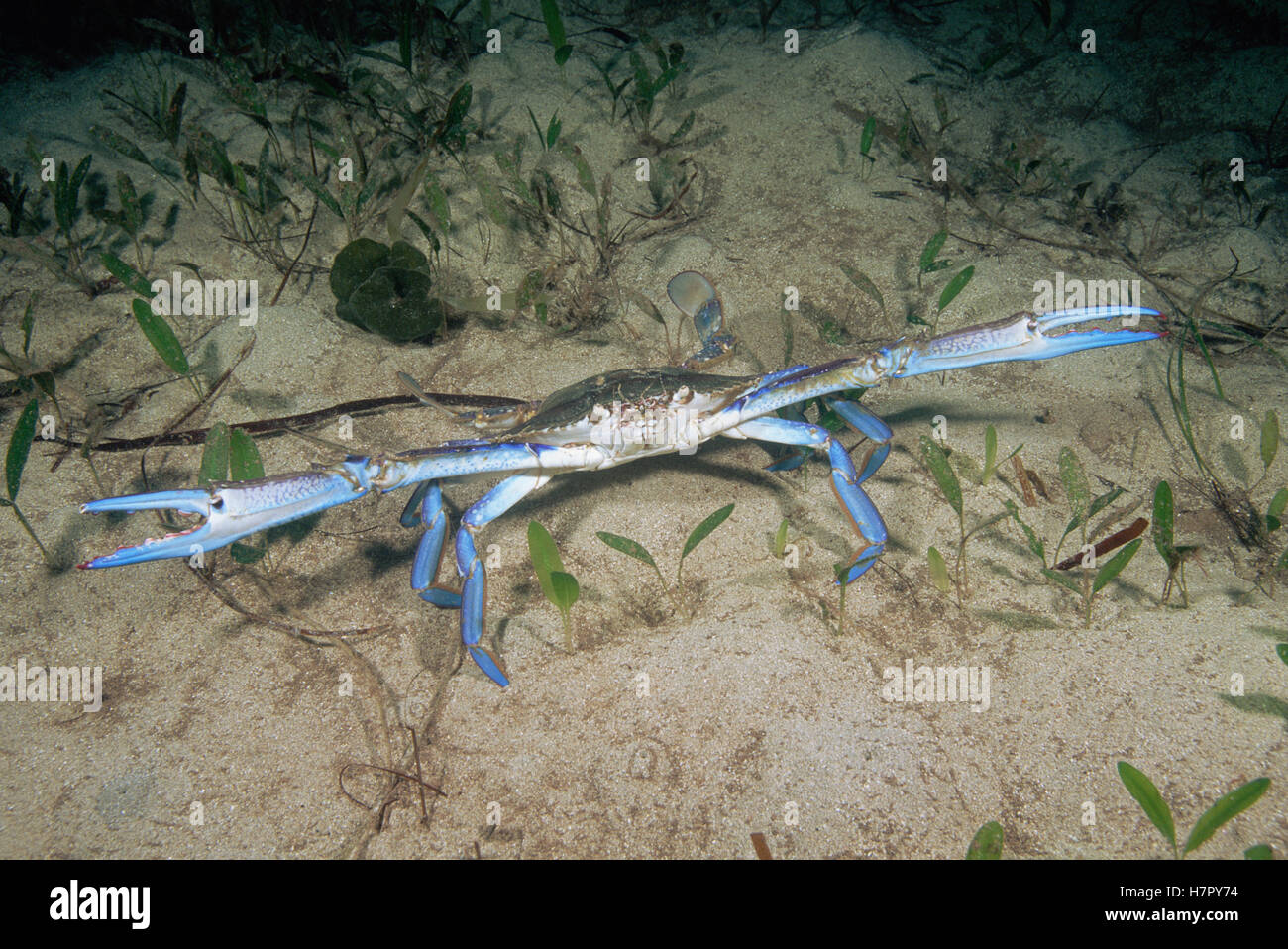 Blue Swimming Crab (Portunus pelagicus) with its claws spread wide in a ...