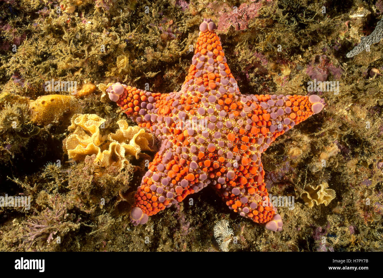 Firebrick Sea Star (Asterodiscides truncatus) portrait, underwater ...