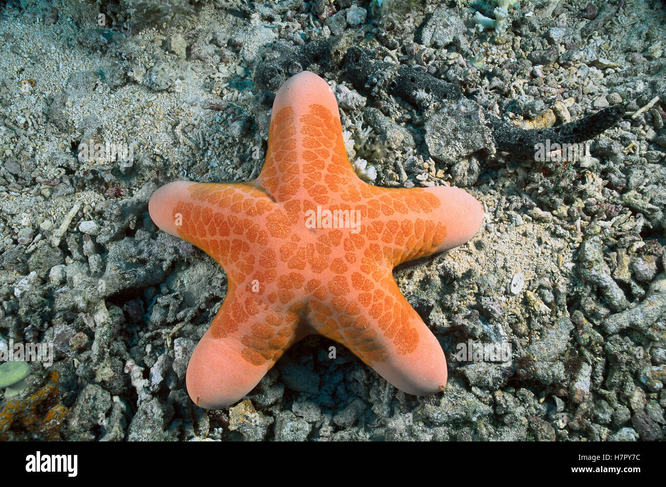 Granulated Sea Star (Choriaster granulatus), Kimbe Bay, Papua New ...
