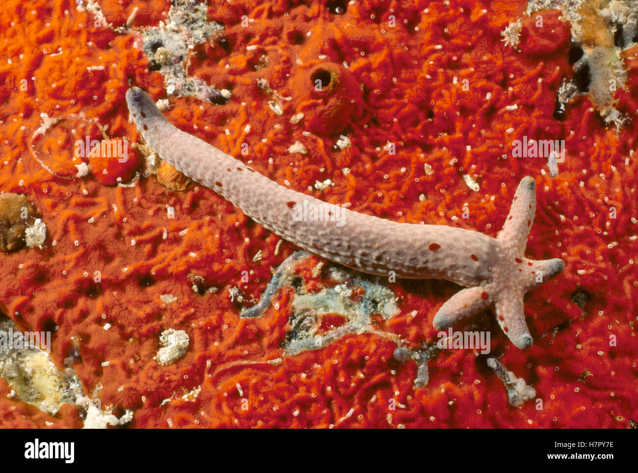 Sea Star (Linckia multiflora) can regenerate a whole new individual ...
