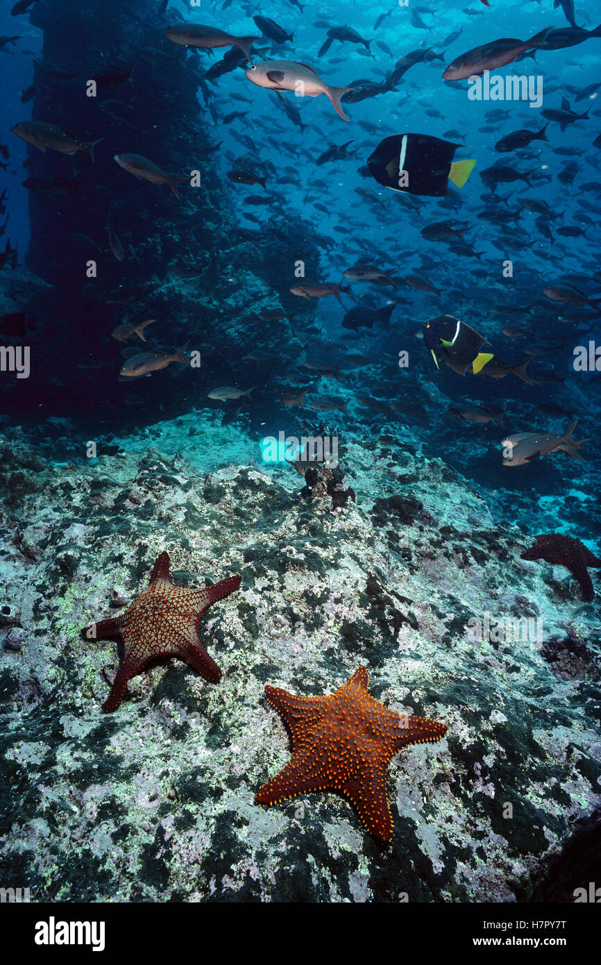 Gulf Star (Oreaster occidentalis) pair and King Angelfish (Holacanthus ...