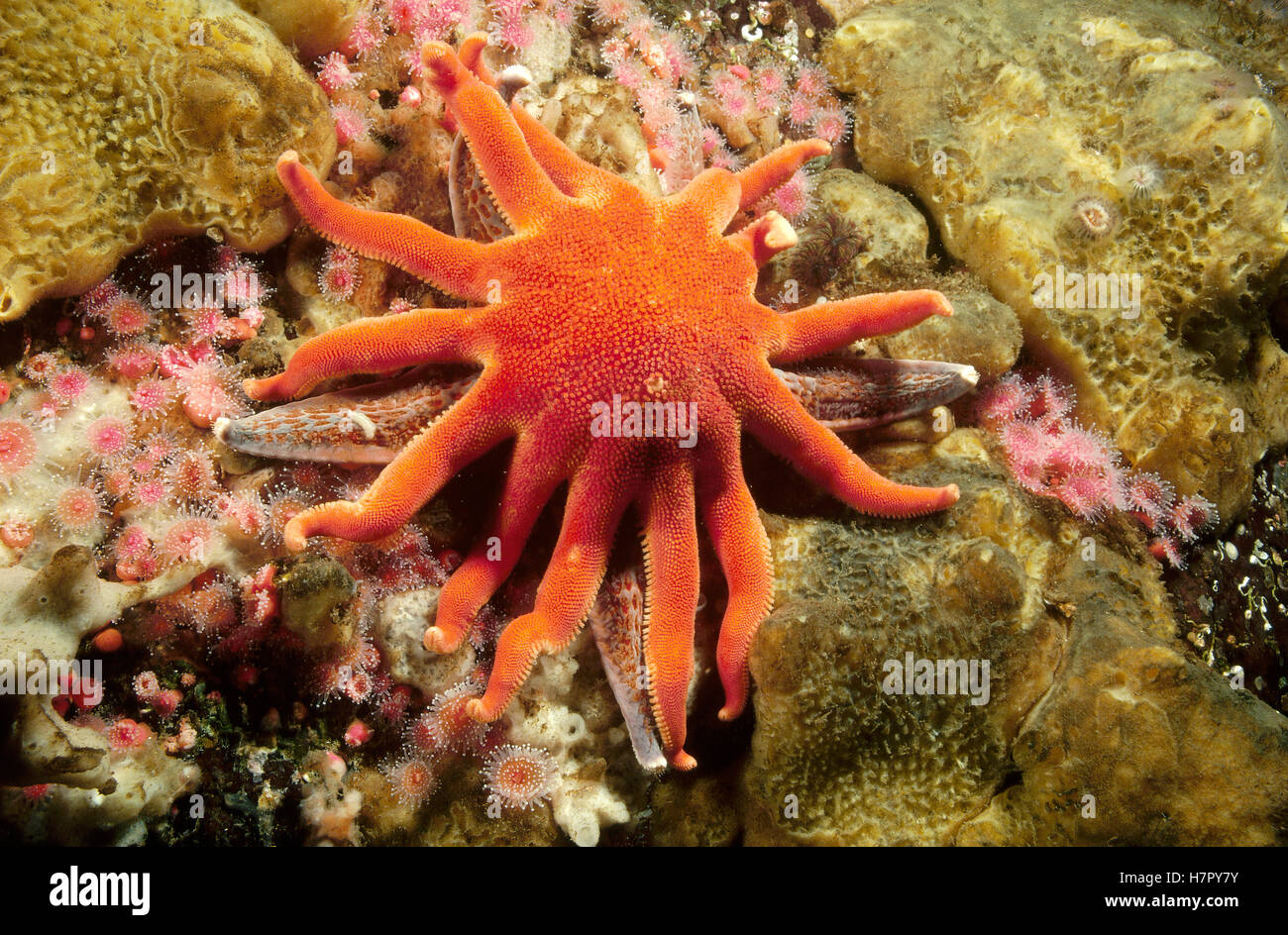 Morning Sun Star (Solaster dawsoni) attacking a Leather Star ...