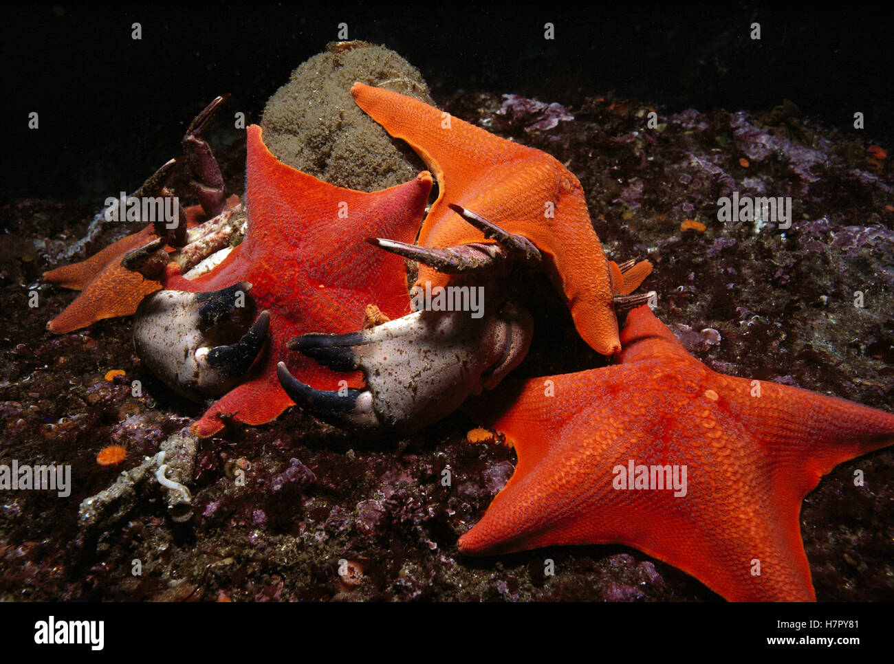 Bat Star (Asterina miniata) group scavenging on dead Pacific Rock Crab ...
