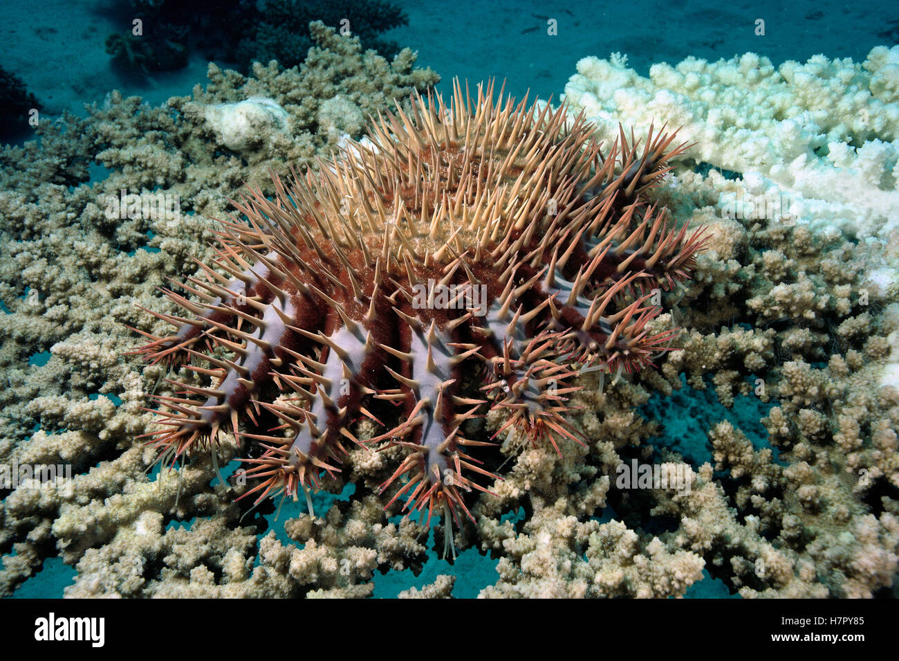 Crown-of-thorns Starfish (Acanthaster planci), Red Sea, Hurghada, Egypt ...