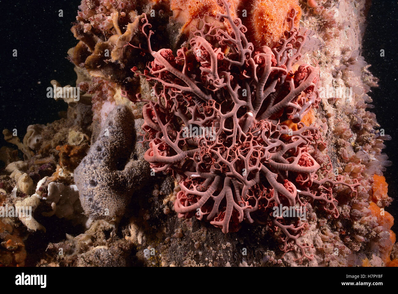 Erna's Basket Star (Astroboa ernae) clinging to rock, Australia Stock ...