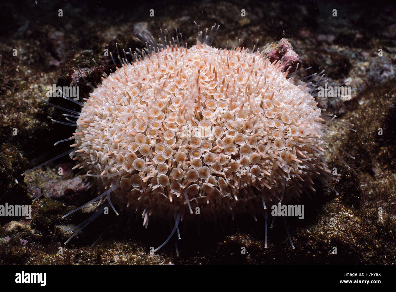 Flower Urchin (Toxopneustes roseus) with tentacles extended to feed ...