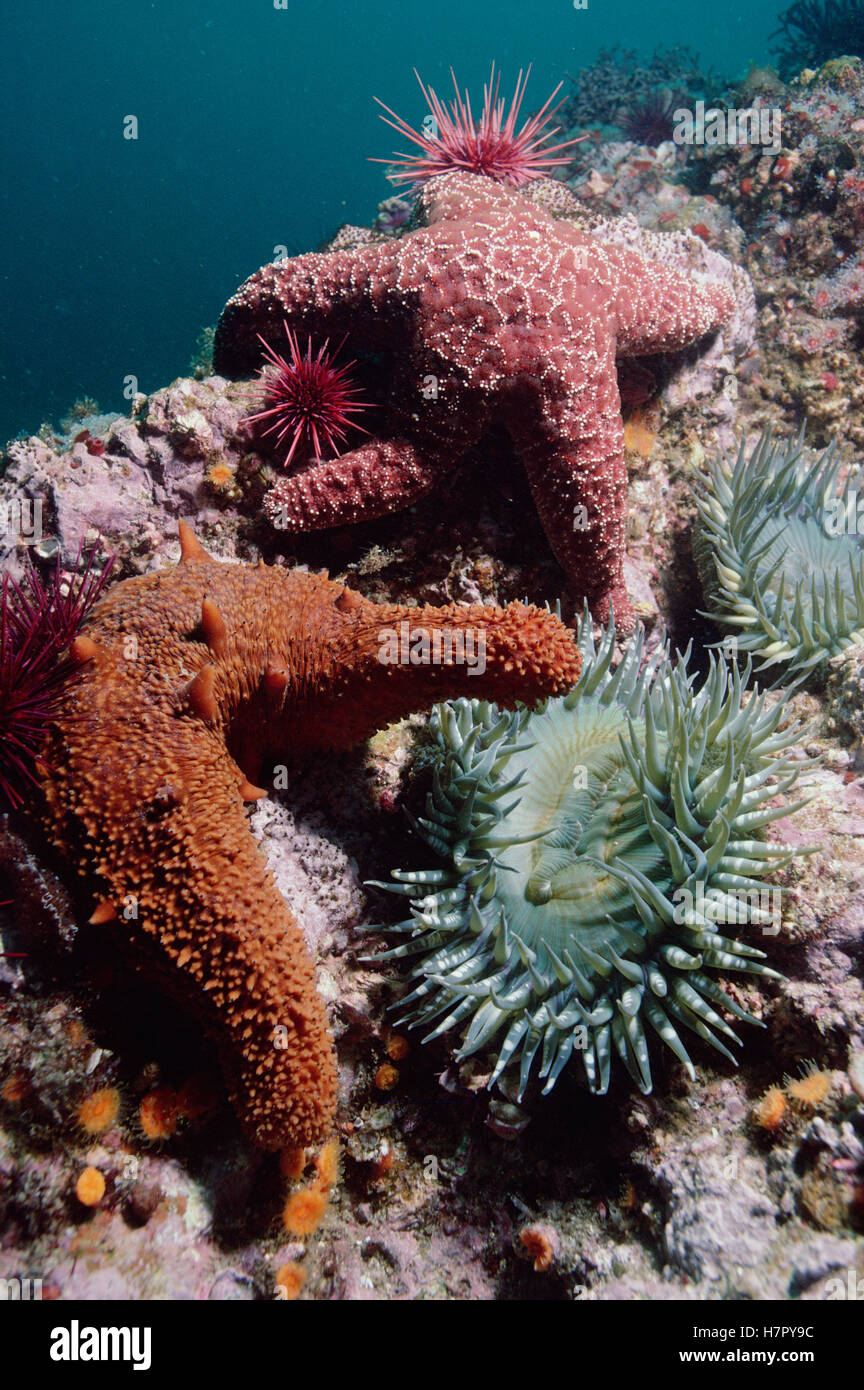 Warty Sea Cucumber (Parastichopus parvimensis) Ochre Sea Star (Pisaster ...
