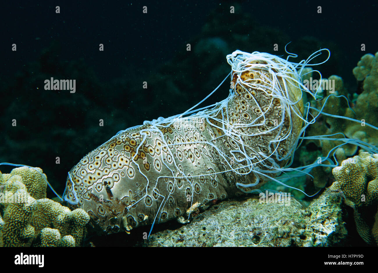 Leopard Sea Cucumber (Bohadschia argus) ejects a mass of long white ...