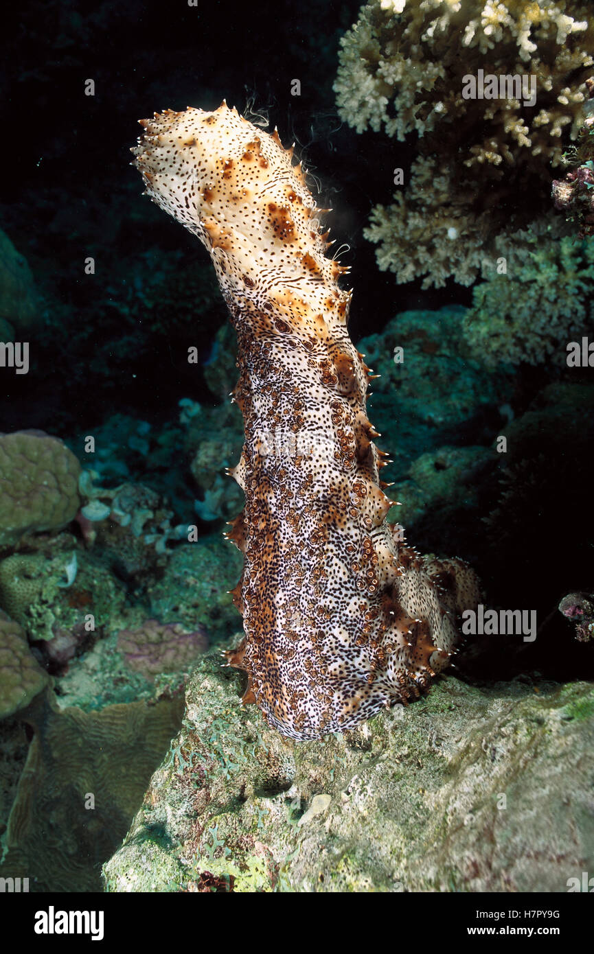 Sea Cucumber (Bohadschia graeffei) male, standing up to release sperm ...