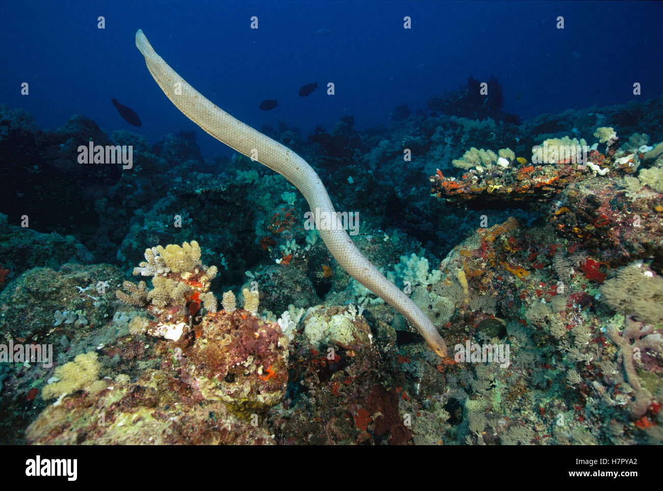 Olive Sea Snake (Aipysurus laevis) swimming, Great Barrier Reef ...