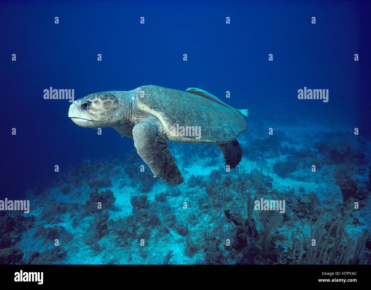 Loggerhead Sea Turtle (Caretta caretta) swimming underwater with Remora ...