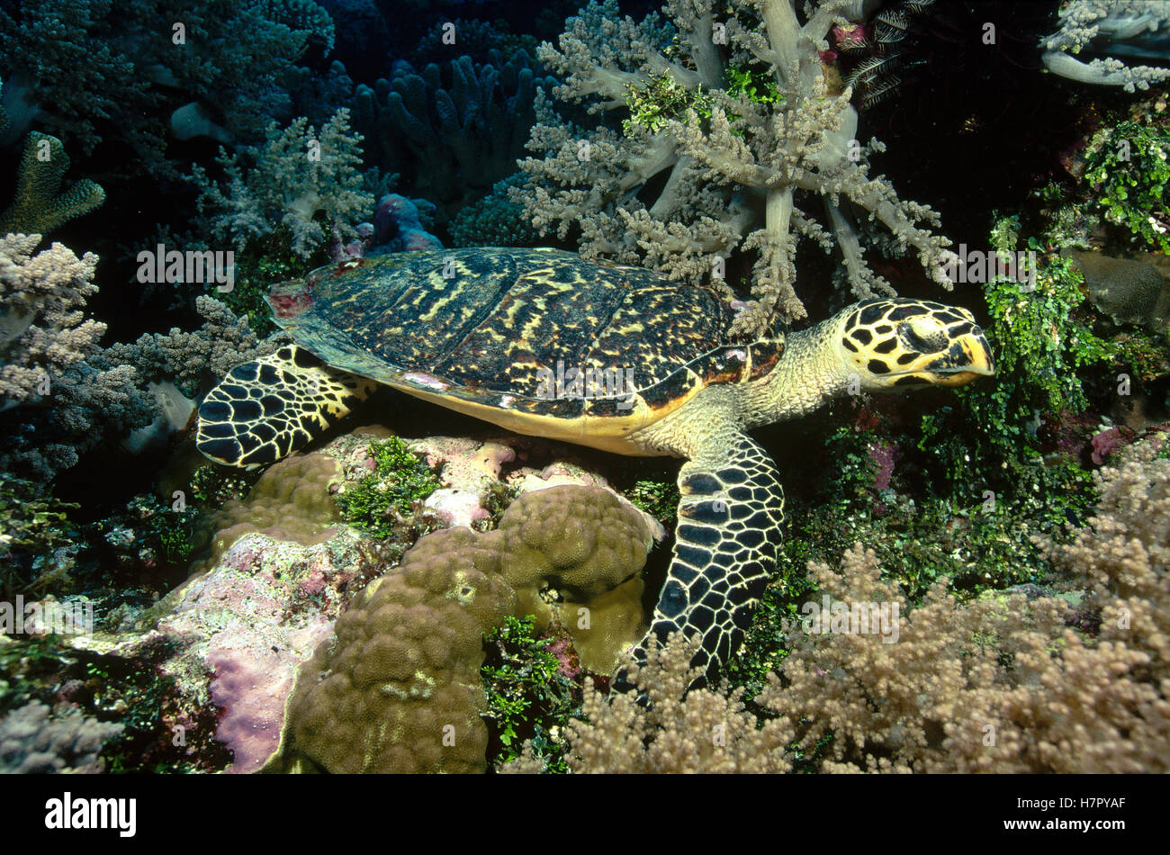 Hawksbill Sea Turtle (Eretmochelys imbricata) camouflaged against rocks ...