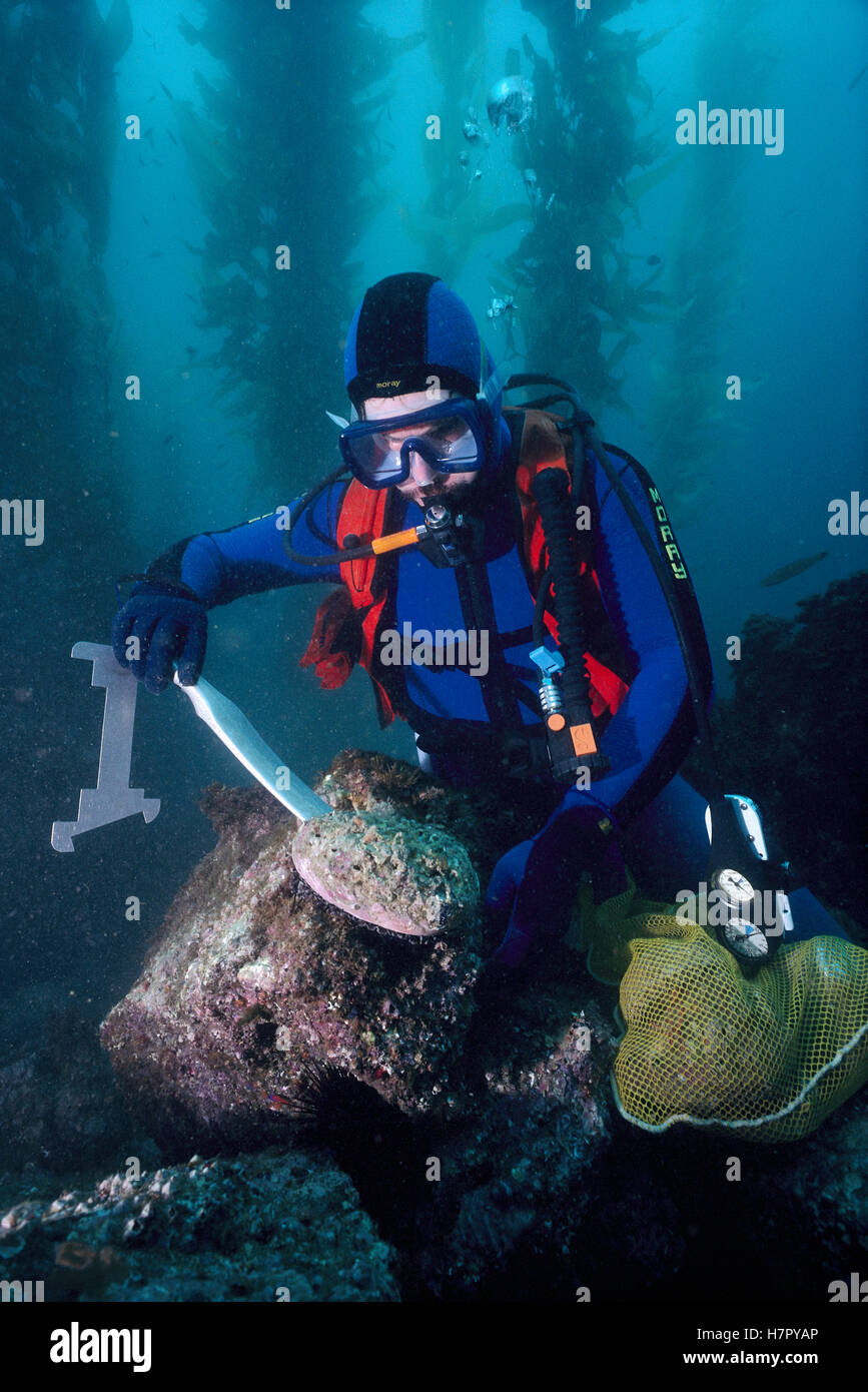 Abalone (Haliotis sp) removed from rock by diver, Channel Islands ...