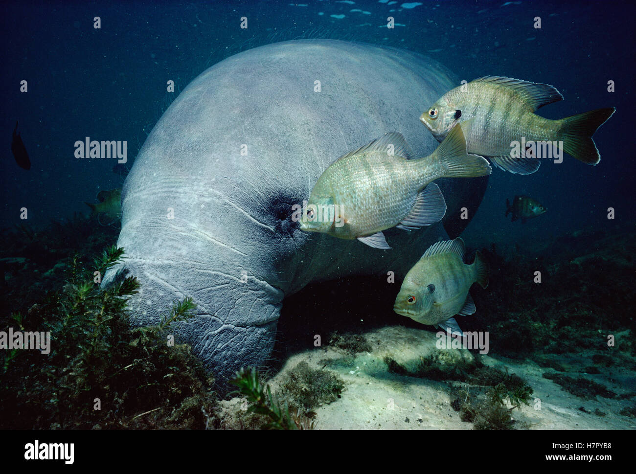 West Indian Manatee (Trichechus manatus) has algae on skin picked of by ...