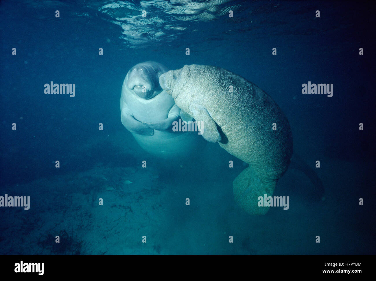 West Indian Manatee (Trichechus manatus) mother with young affected by ...