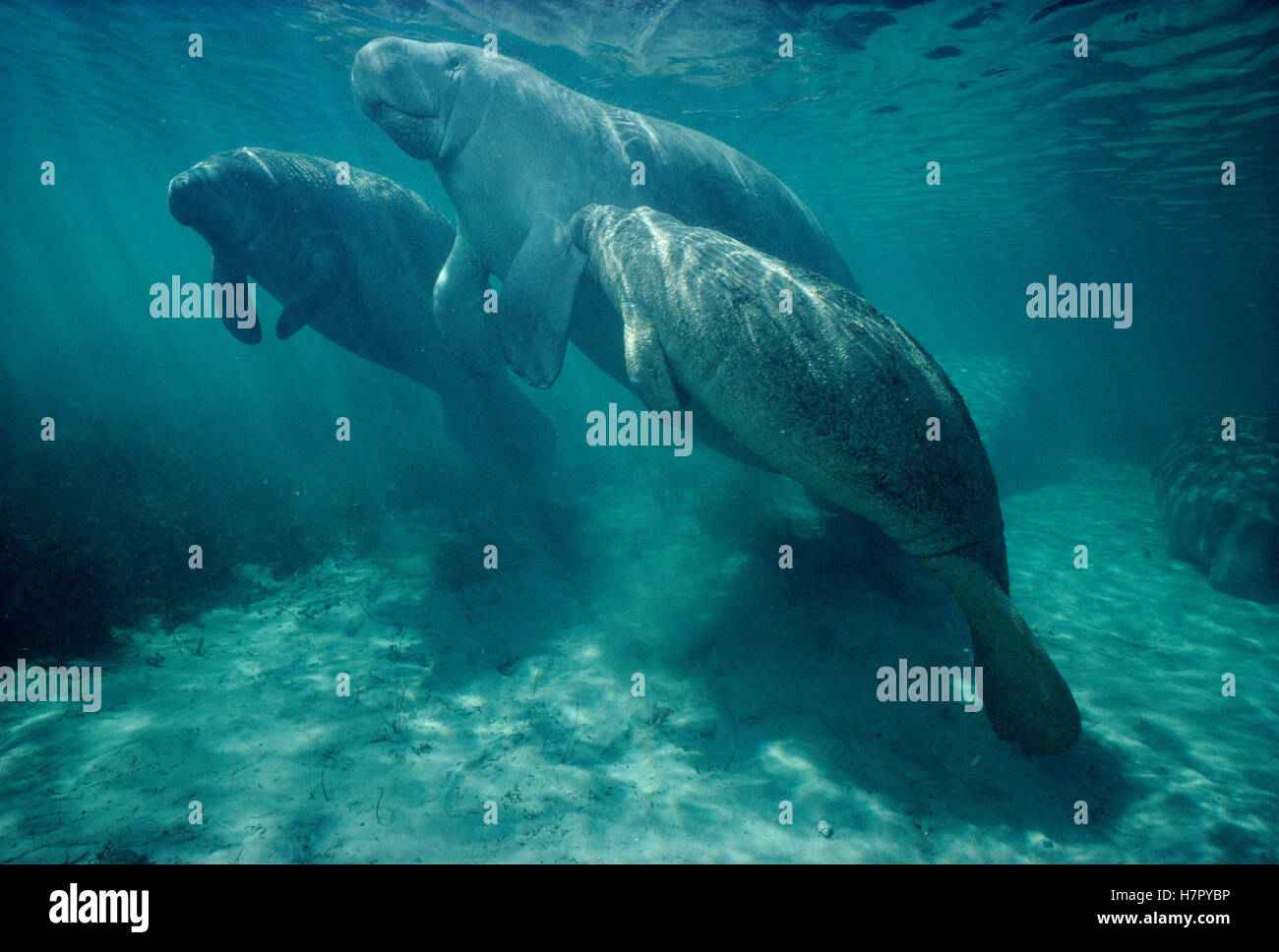 West Indian Manatee (Trichechus manatus) cow nursing a small orphaned ...