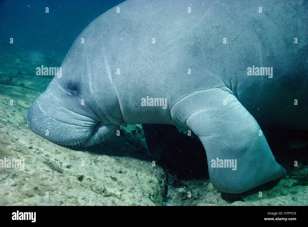 West Indian Manatee (Trichechus manatus) dozing on a rock in the main ...