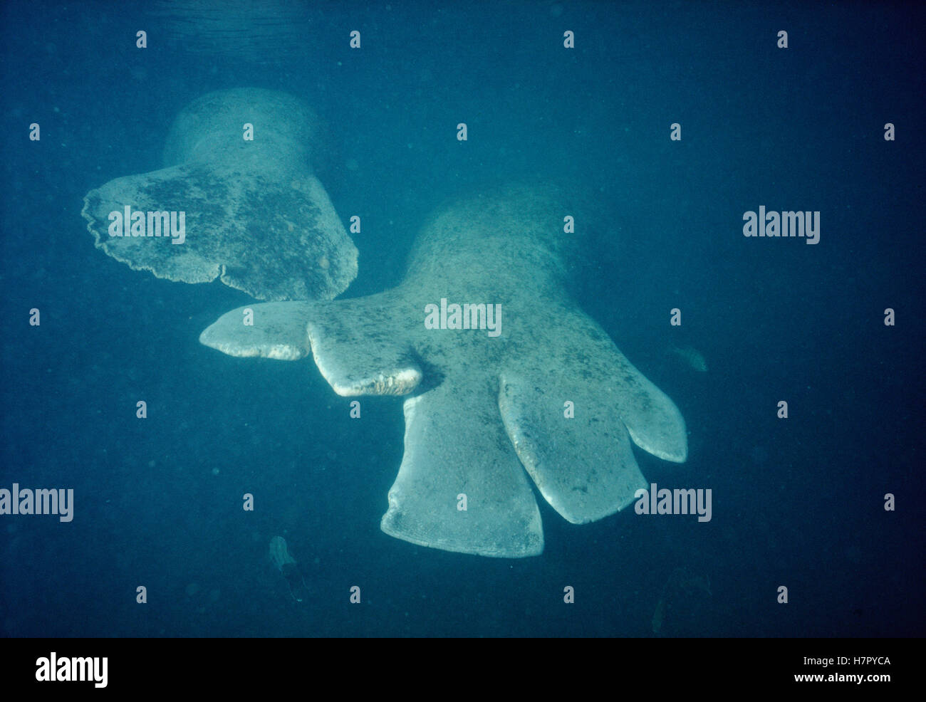 West Indian Manatee (Trichechus manatus) named Sadie has propeller cuts ...