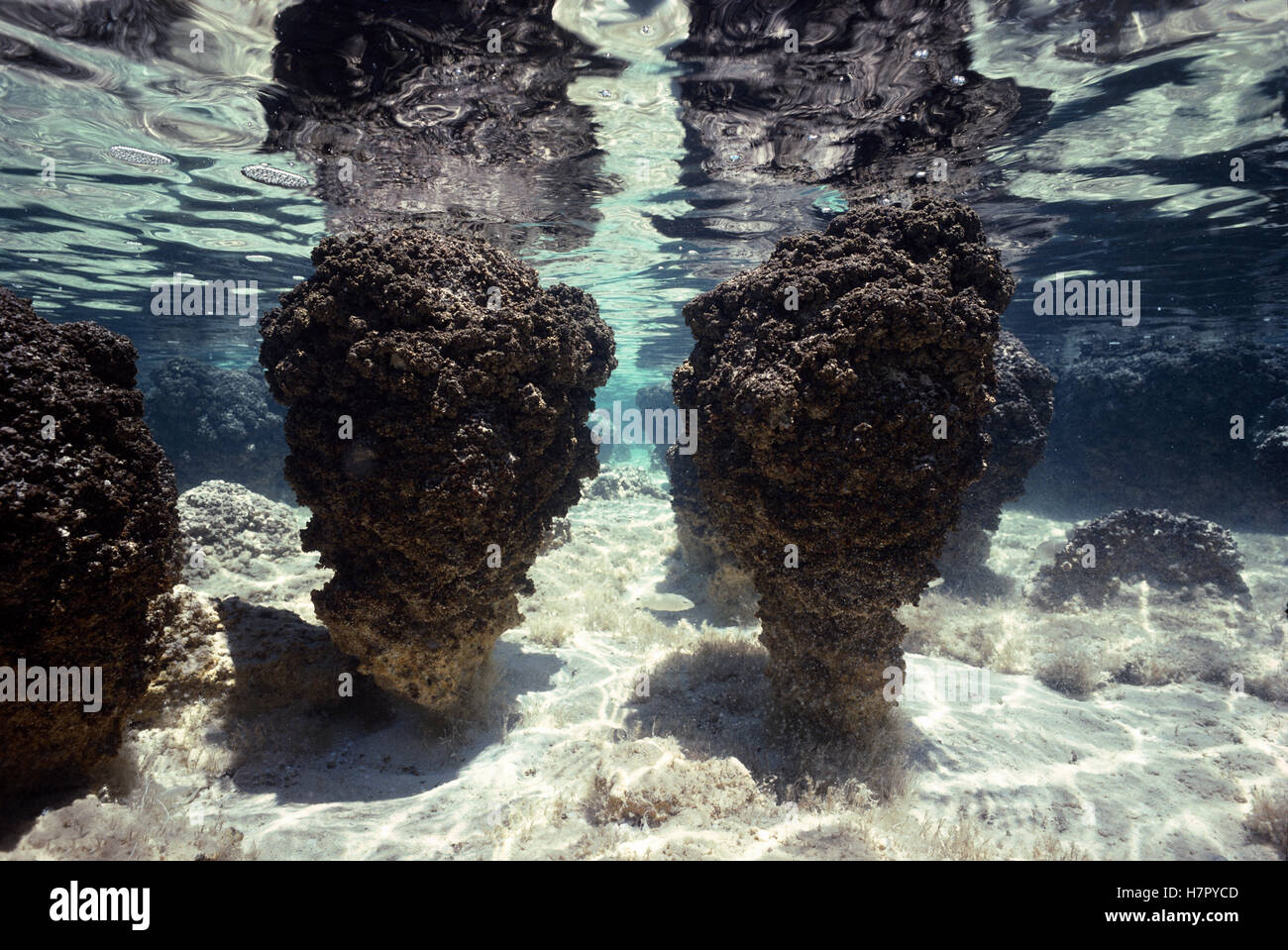 Stromatolites, colonies of blue-green algae, the oldest life form that ...