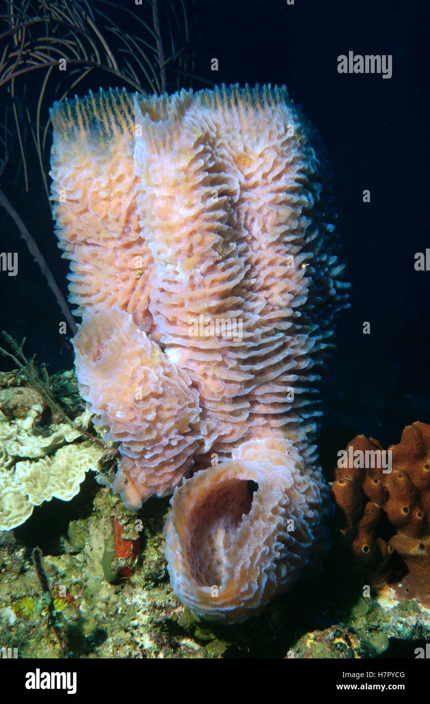 Azure Vase Sponge (Callyspongia plicifera), West Caicos, British West ...