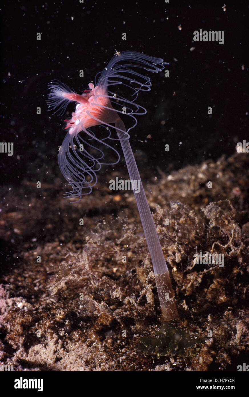 Solitary Hydroid (Corymorpha pendula) filter feeding, Isles of Shoals ...