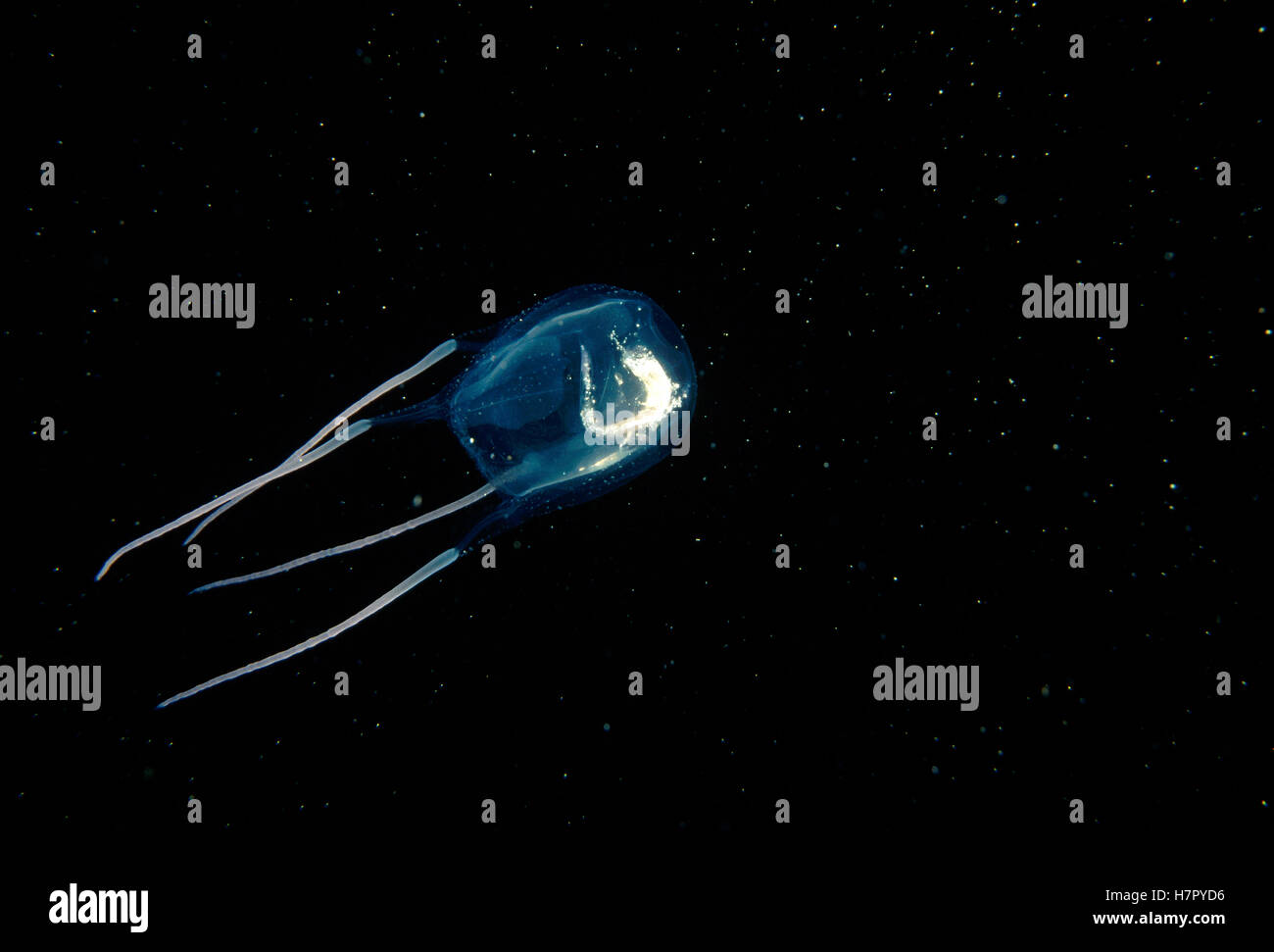 Carybdea carybdea hi-res stock photography and images - Alamy