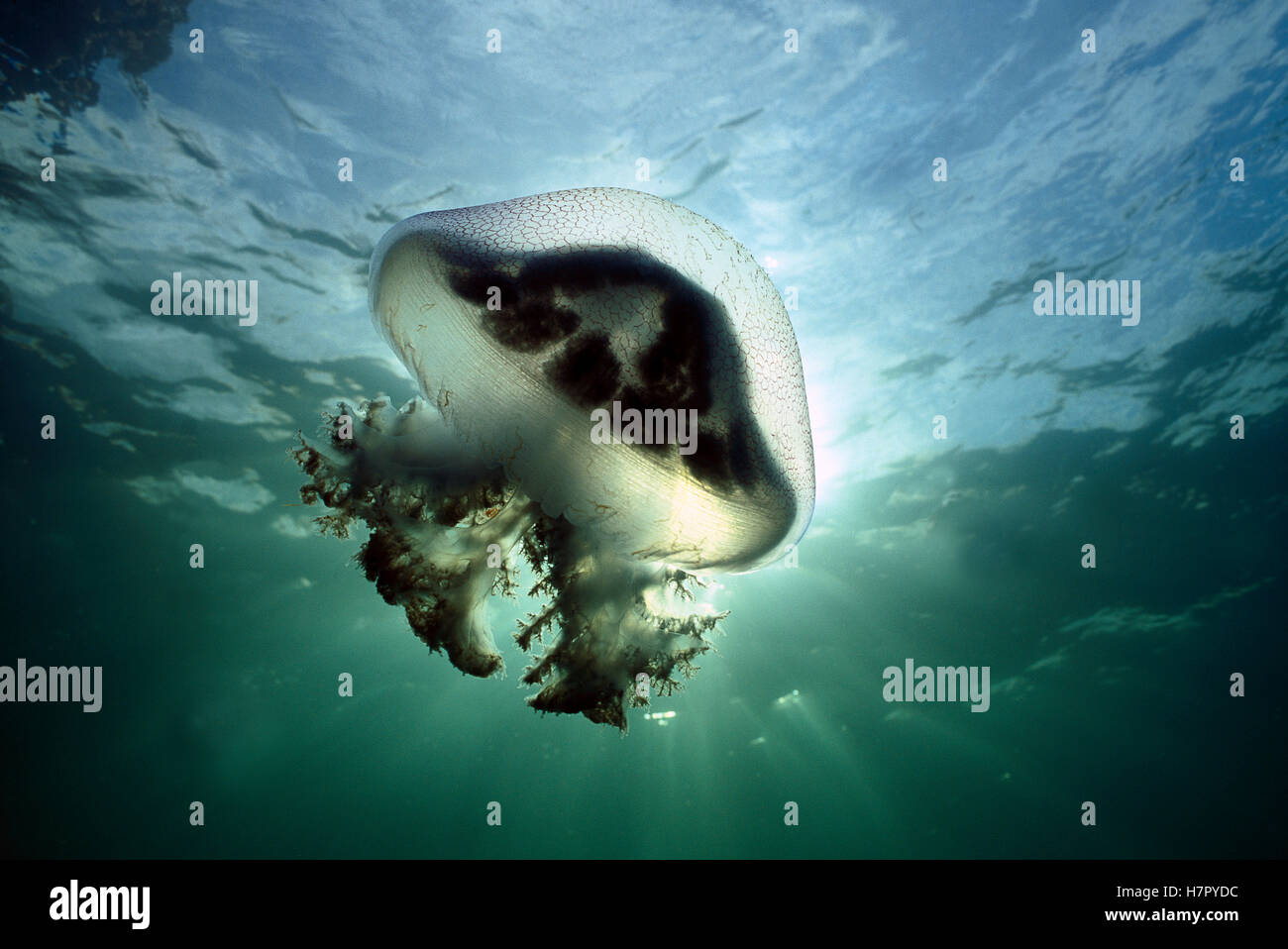 Mauve Stinger (Pelagia noctiluca), Edithburgh, Australia Stock Photo ...