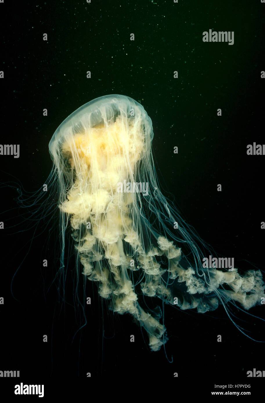 Egg-yolk Jellyfish (Phacellophora camtschatica), Saanich Inlet, British ...