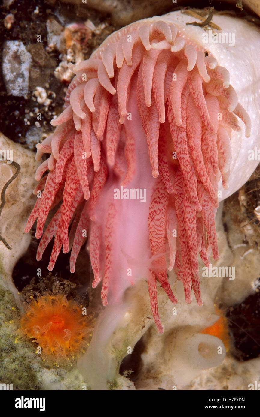 Fernald Brooding Anemone (Cribrinopsis fernaldi) spawning, Quadra ...