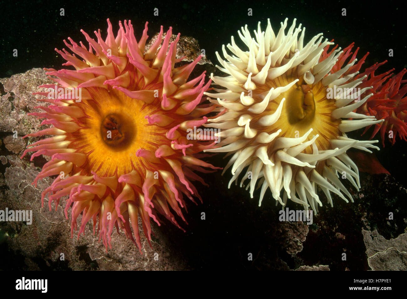 Fish-eating Sea Anemone (Urticina piscivora) pair underwater, Barkley ...