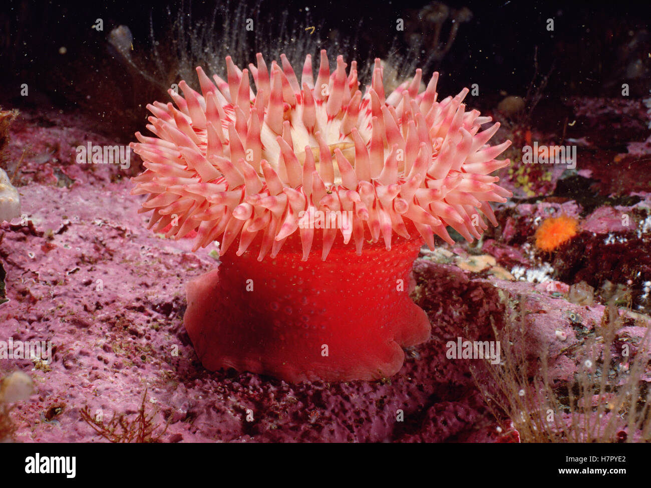 Mottled Anemone (Urticina crassicornis), British Columbia, Canada Stock ...