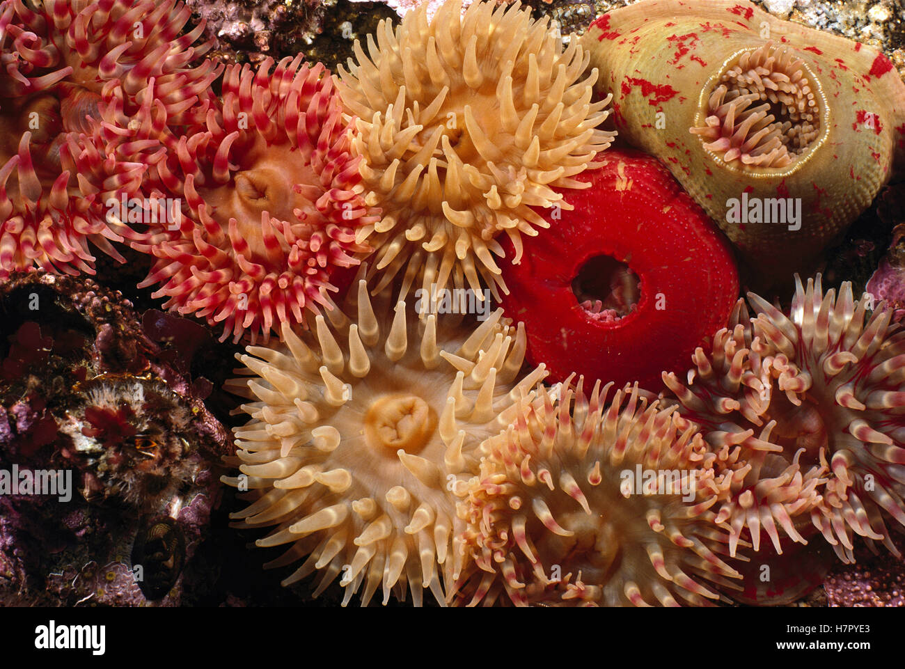 Mottled Anemone (Urticina crassicornis) group some with tentacles ...