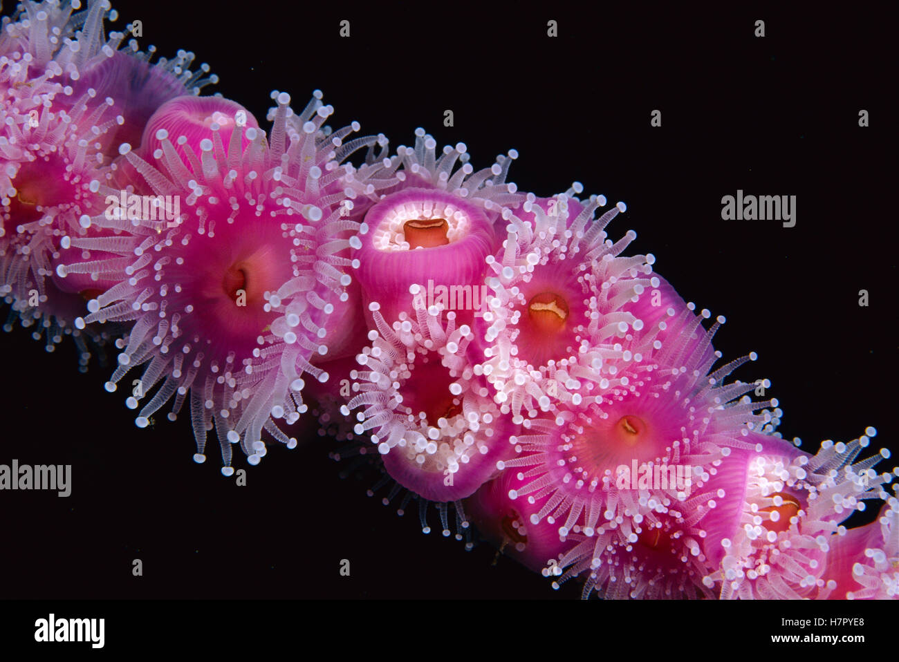 Jewel Anemone (Corynactis sp) group with tentacles extened to feed ...