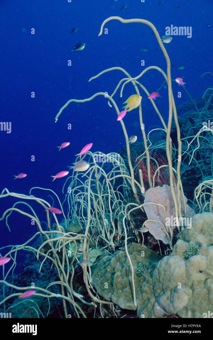 Sea Fan (Junceella sp) stand on a deep reef slope at a depth of about ...