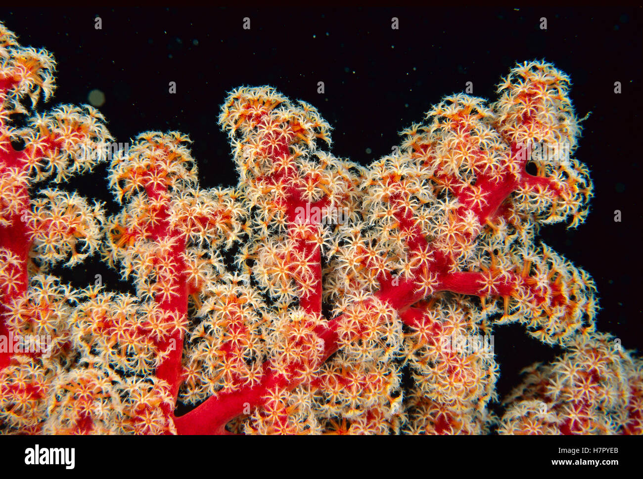 Coral with extended polyps for feeding, Great Barrier Reef, Australia ...