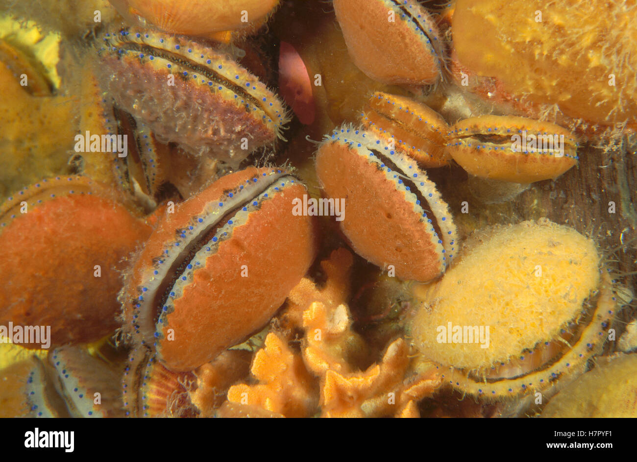 Doughboy Scallop (Chlamys asperrima) group with bright blue eyes and sponge-encrusted shells ...