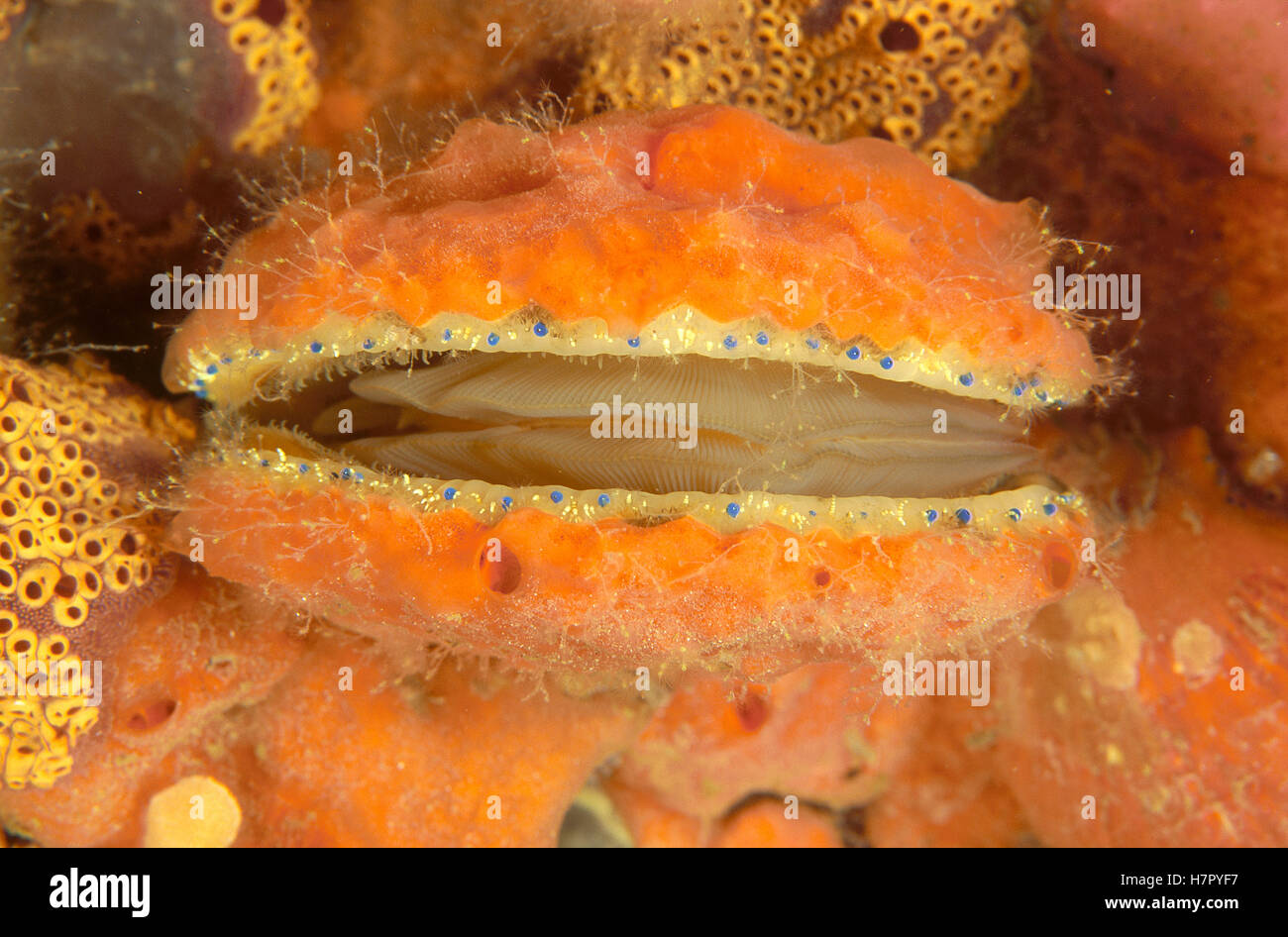 Doughboy Scallop (Chlamys asperrima) with its blue eyes and its shells ...