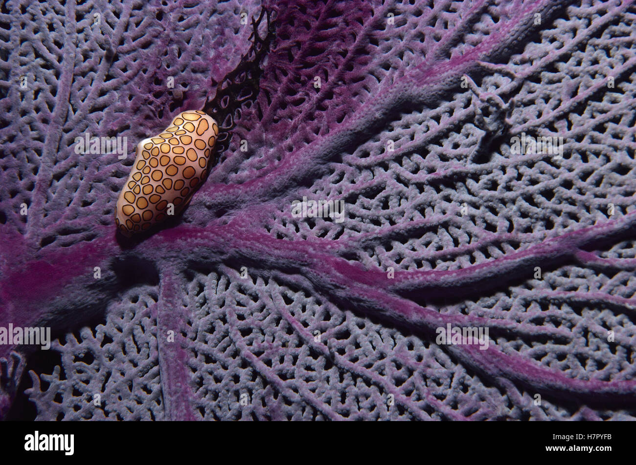 Flamingo Tongue Snail (Cyphoma gibbosum) on a Common Sea Fan (Gorgonia ...