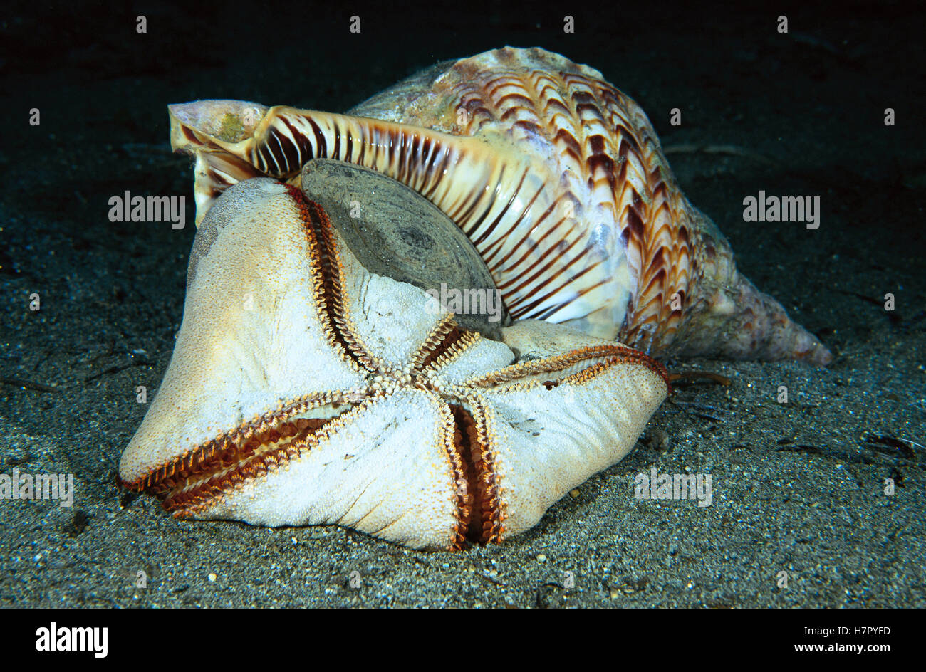Atlantic Trumpet Triton (Charonia tritonis) eating a Pincushion Sea ...
