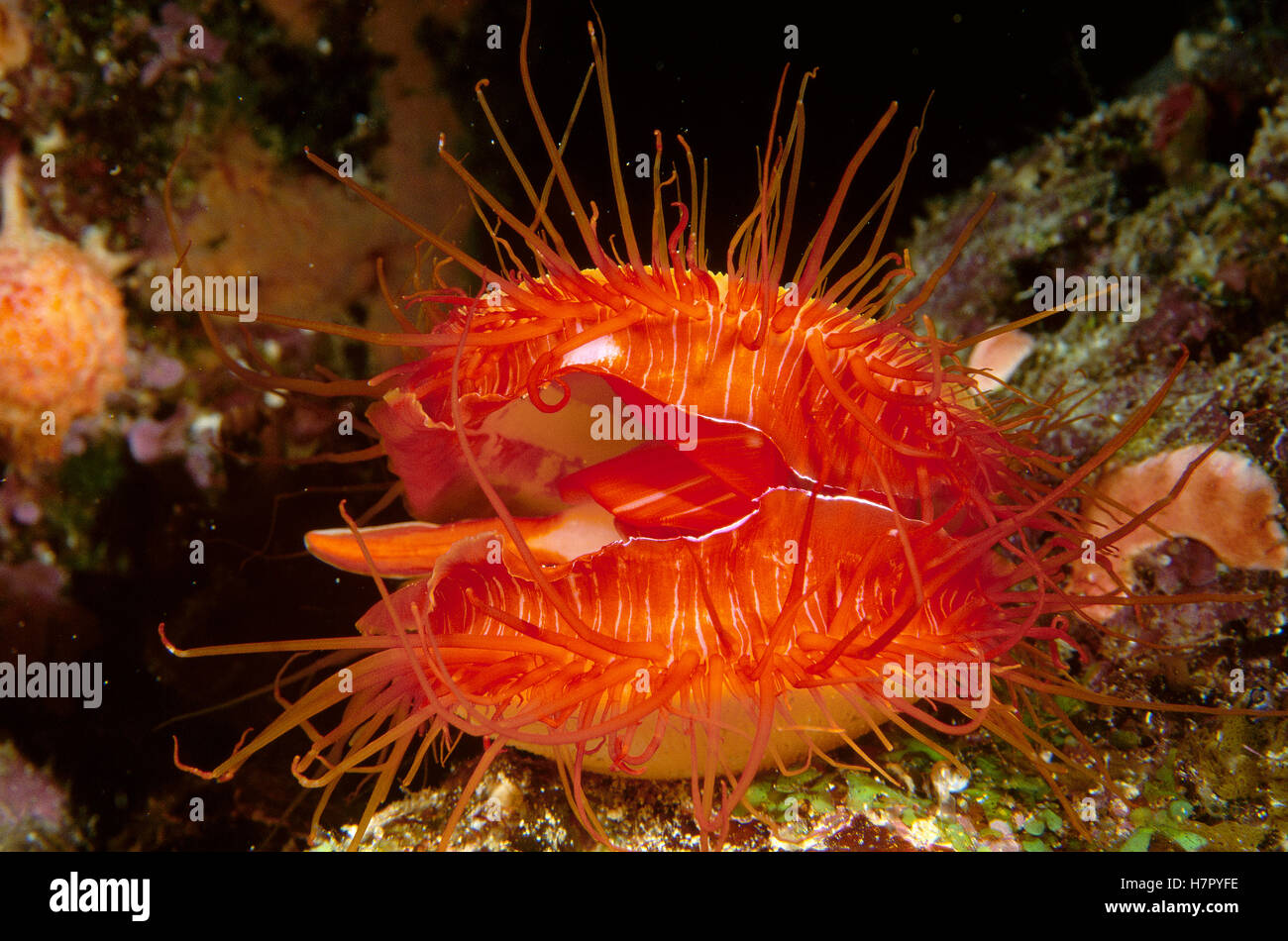 Fire Clam (Ctenoides ales) produces a bioluminescence that streaks ...