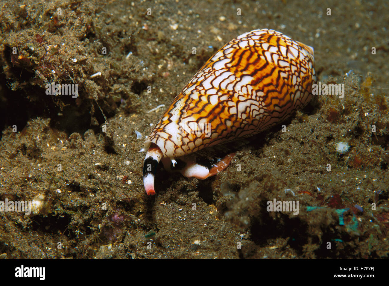 Textile Cone (Conus textile) snail, highly toxic, Bali, Indonesia Stock ...