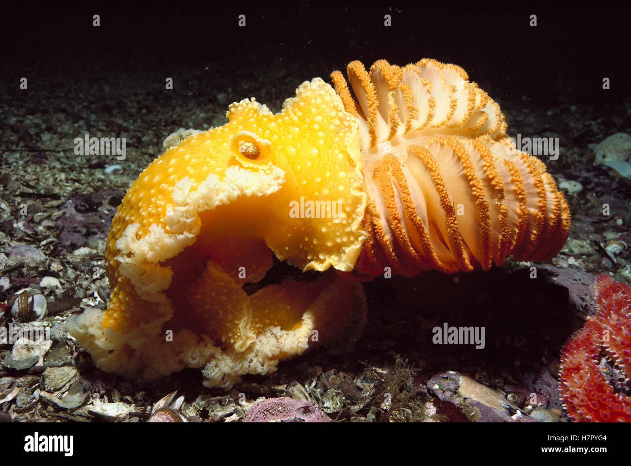 Orange Peel Nudibranch (Tochuina tetraquetra) eating an Orange Sea Pen ...